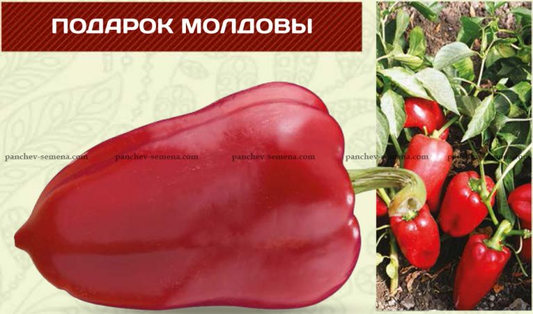 Перец «Подарок Молдовы» отзывы, фото, посадка и уход, урожайность